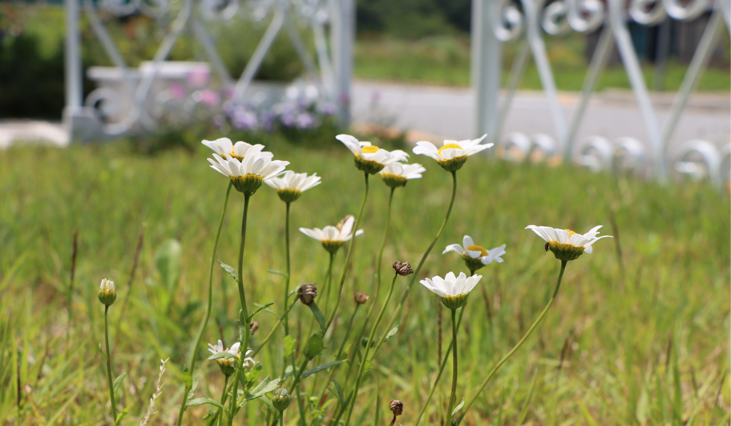 6 ways to make your lawn more biodiverse