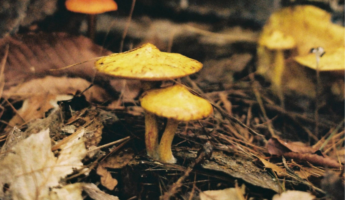 Why Fungi is a Vital Climate Solution