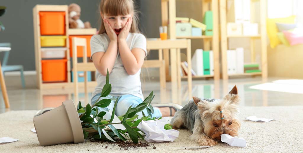 How much damage to rental properties by pets really costs landlords