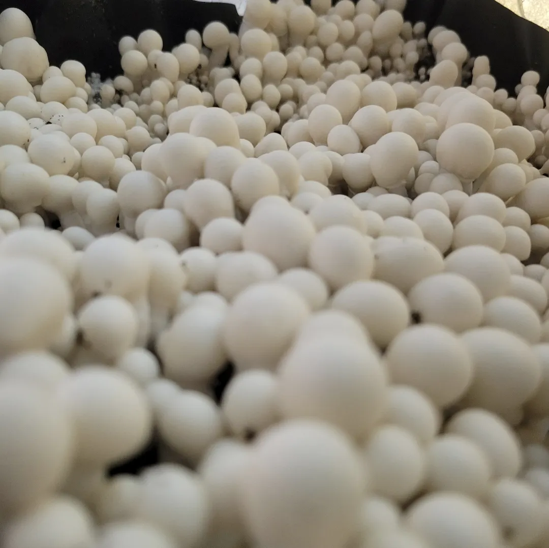 FAQs - Mushrooms in Ann Arbor