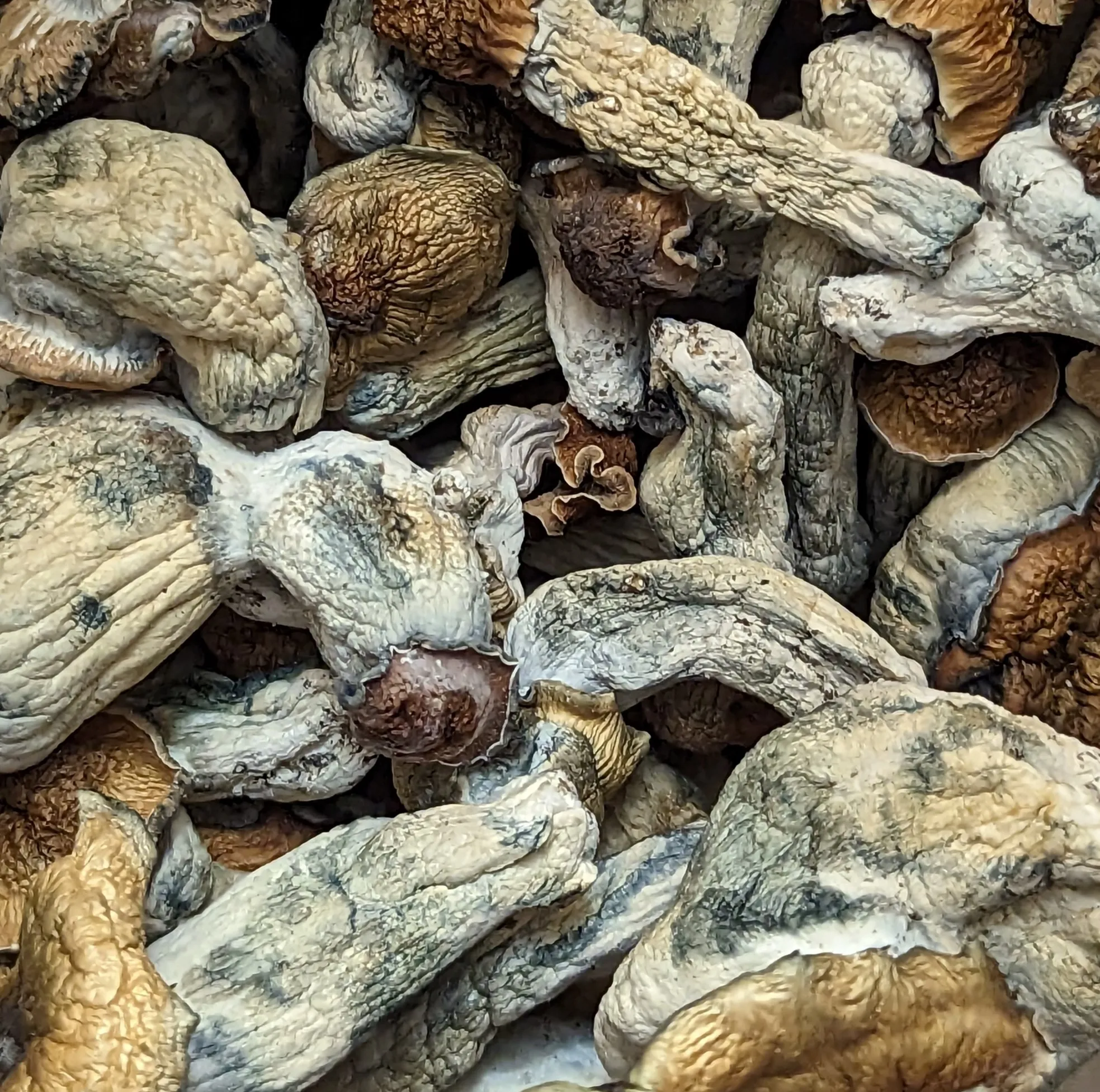 Menu - Mushrooms in Ann Arbor