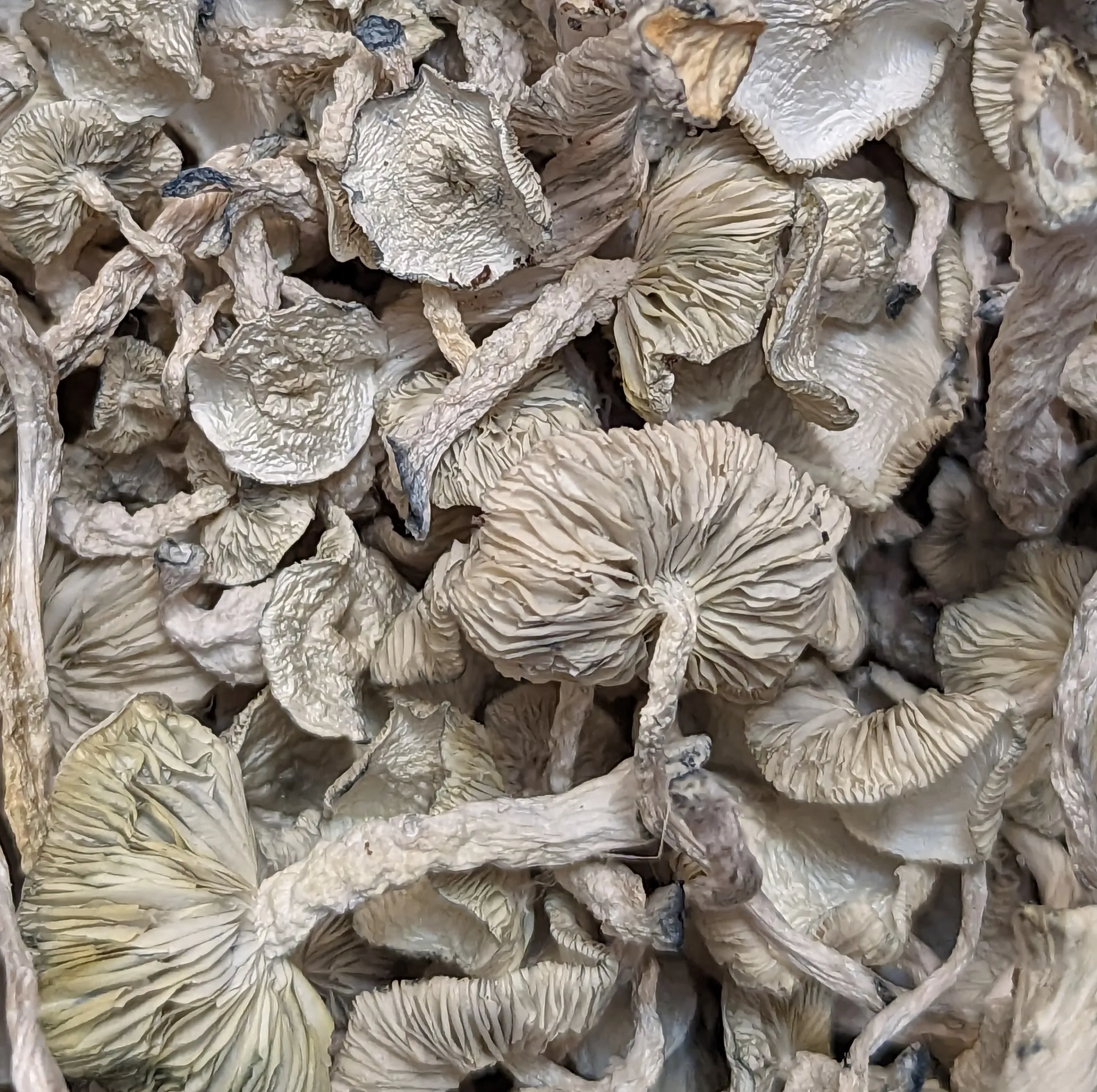 Menu - Mushrooms in Ann Arbor