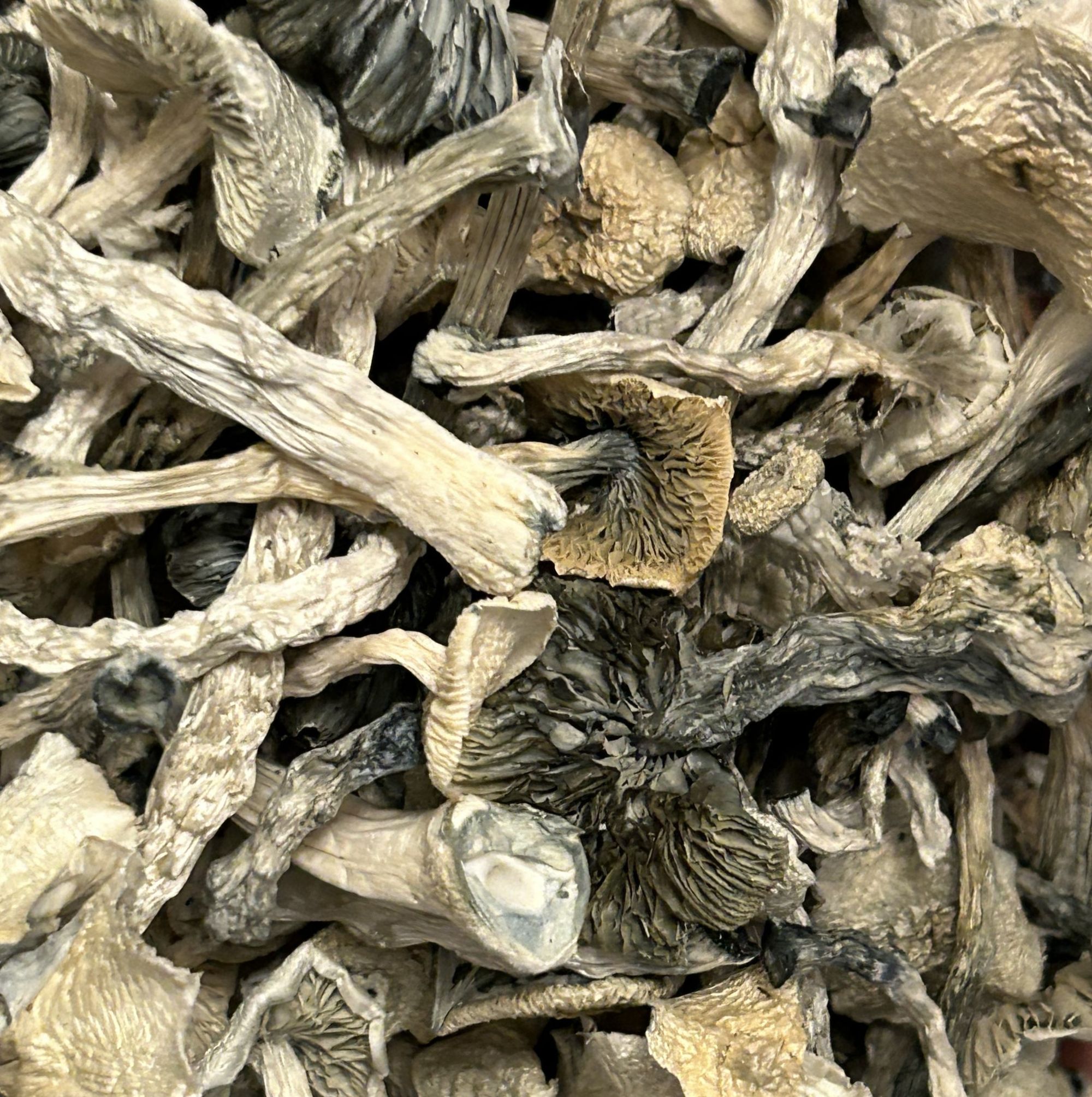 MF Shrooms - Premium Psilocybin in Ann Arbor