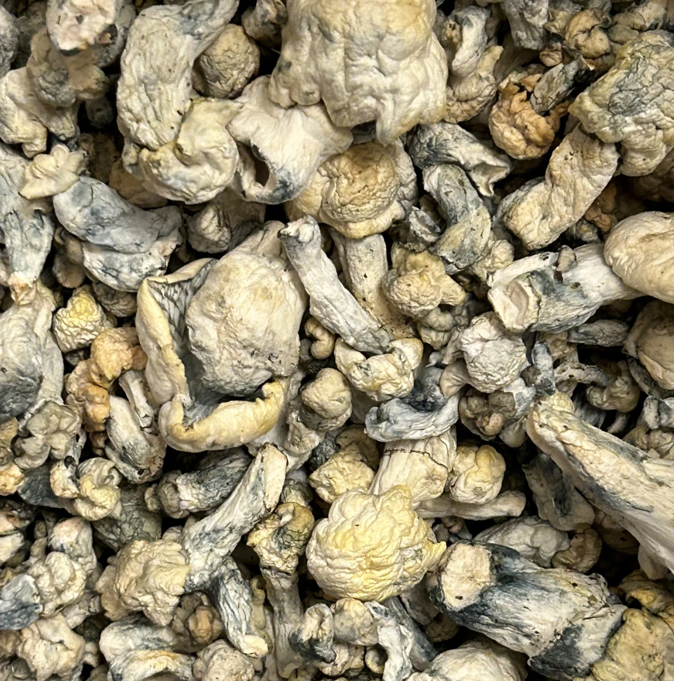 MF Shrooms - Mushrooms in Ann Arbor