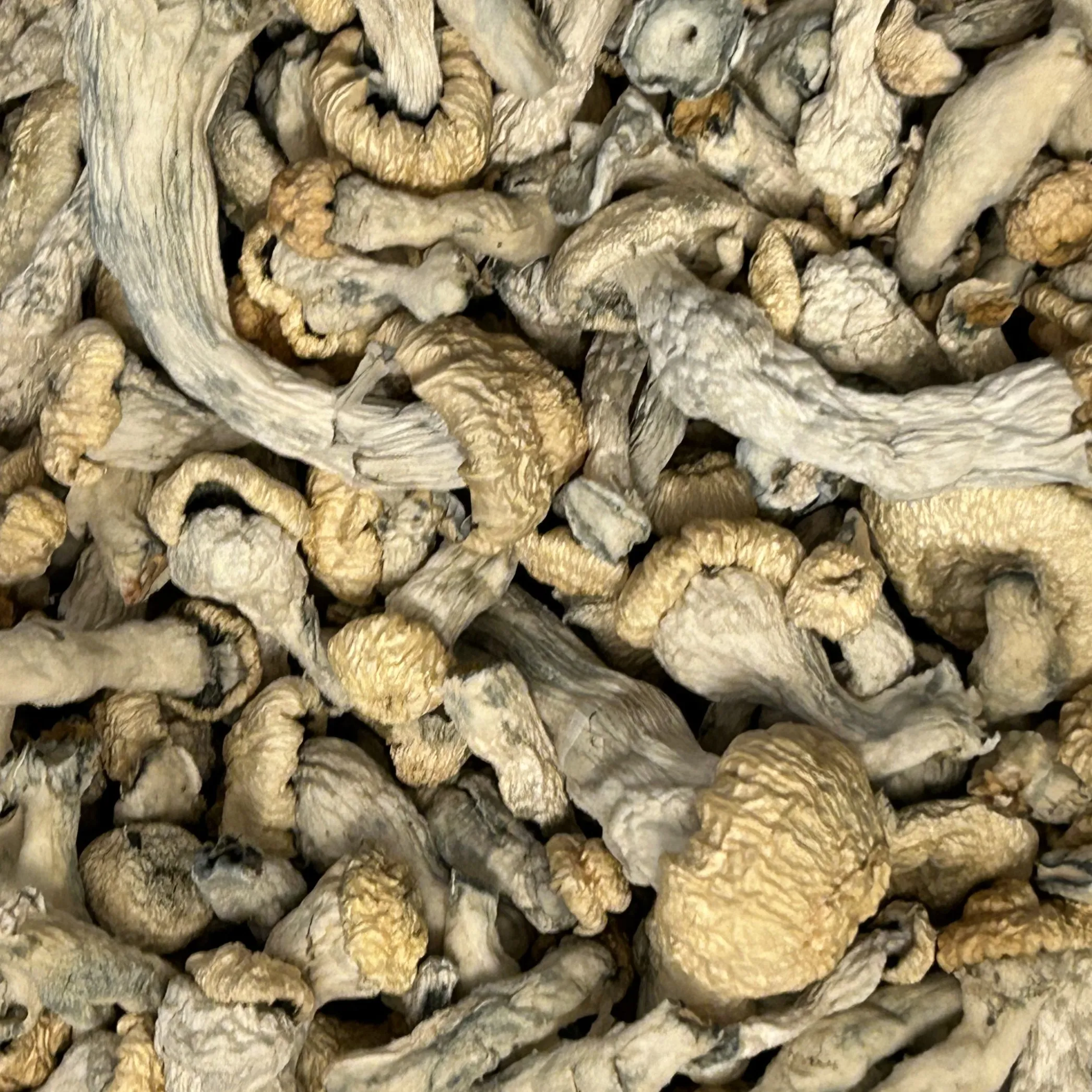 MF Shrooms - Mushrooms in Ann Arbor
