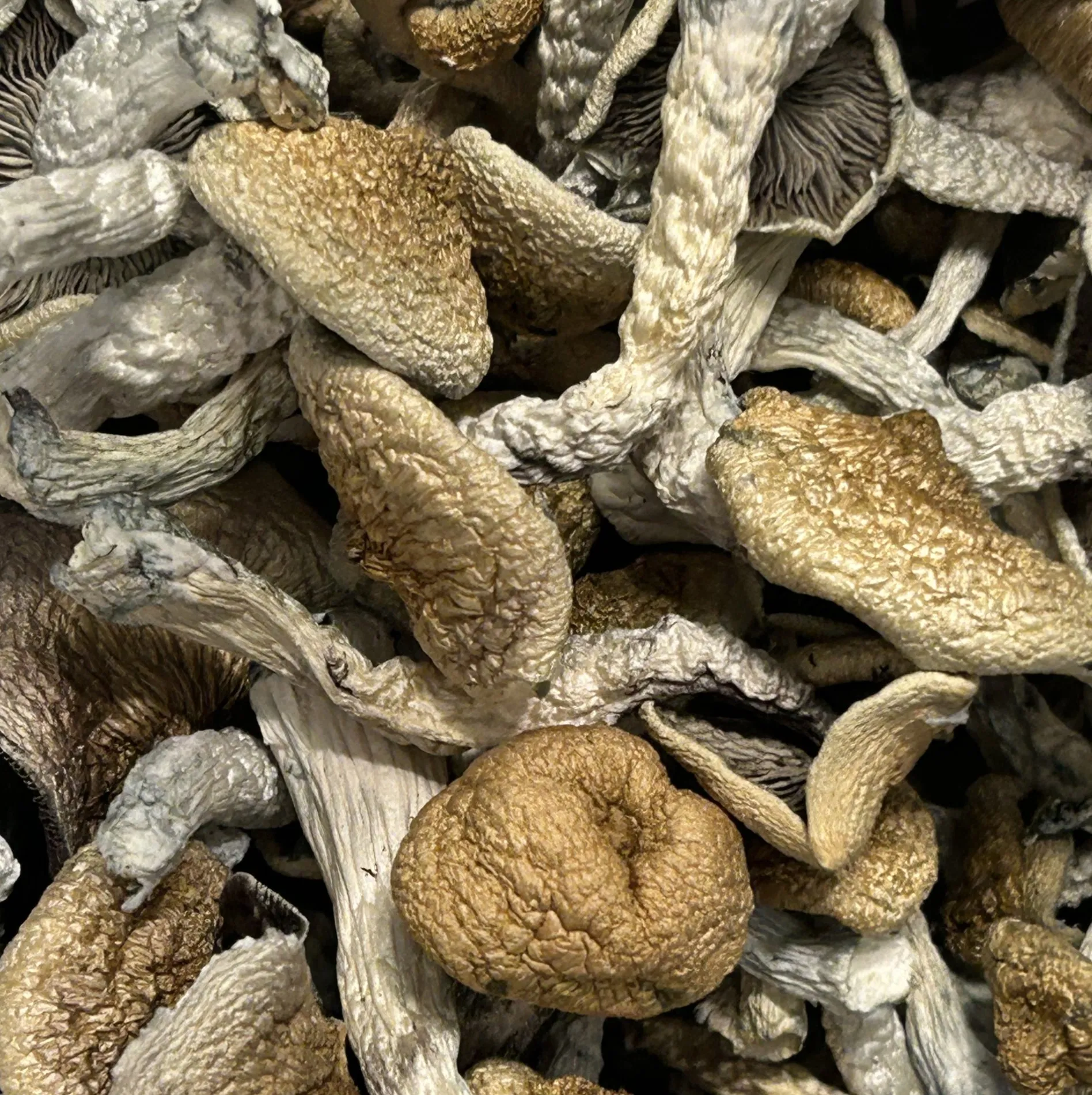 Menu - Mushrooms in Ann Arbor