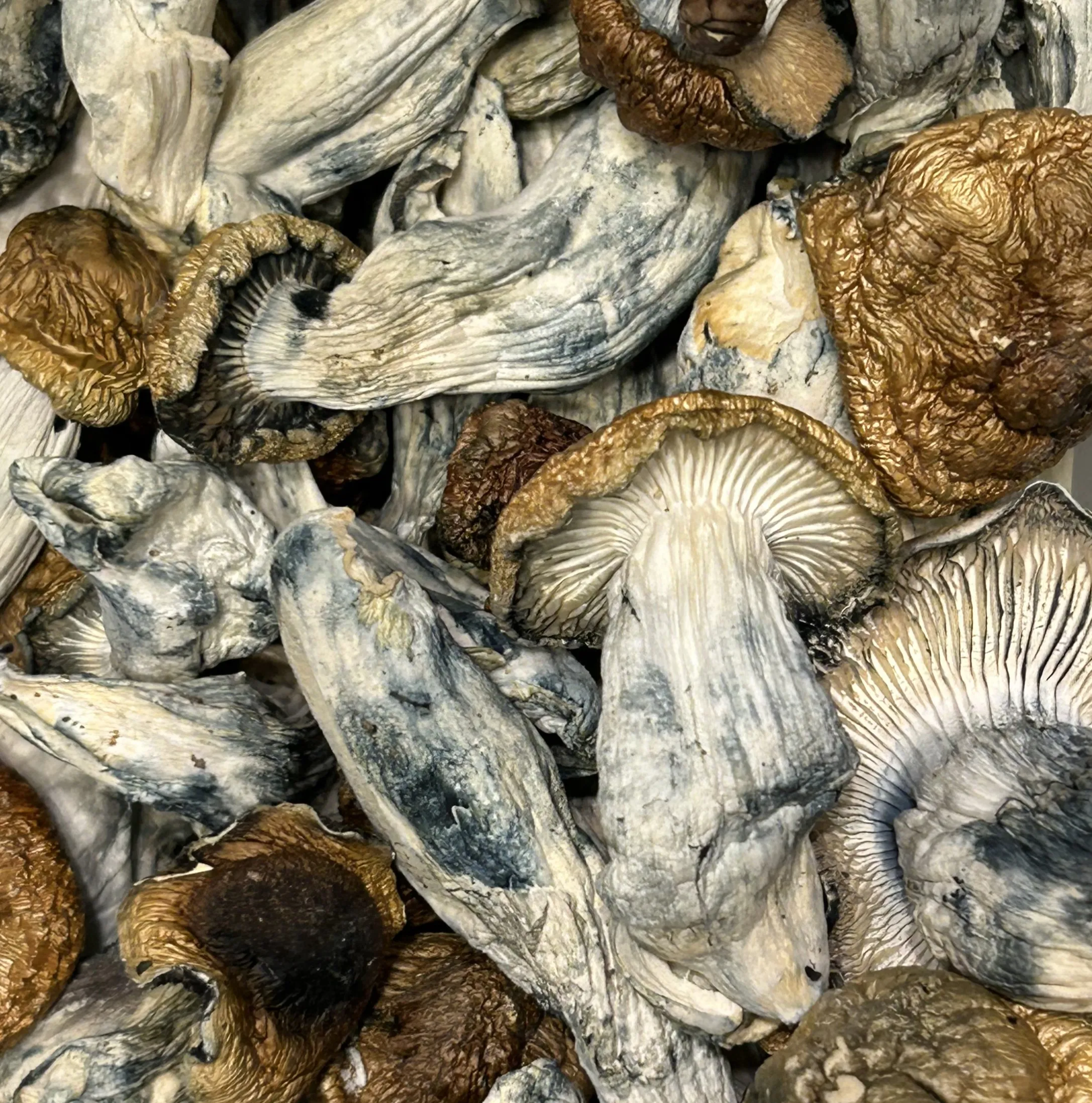 Menu - Mushrooms in Ann Arbor