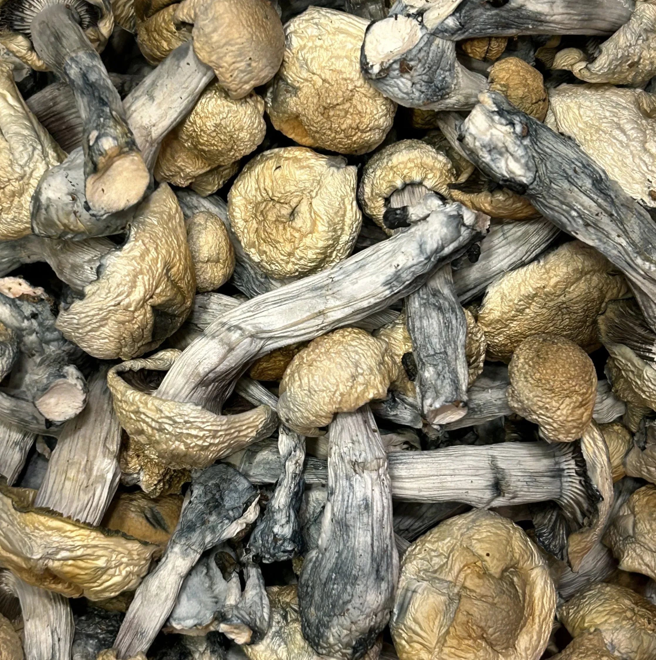 Menu - Mushrooms in Ann Arbor