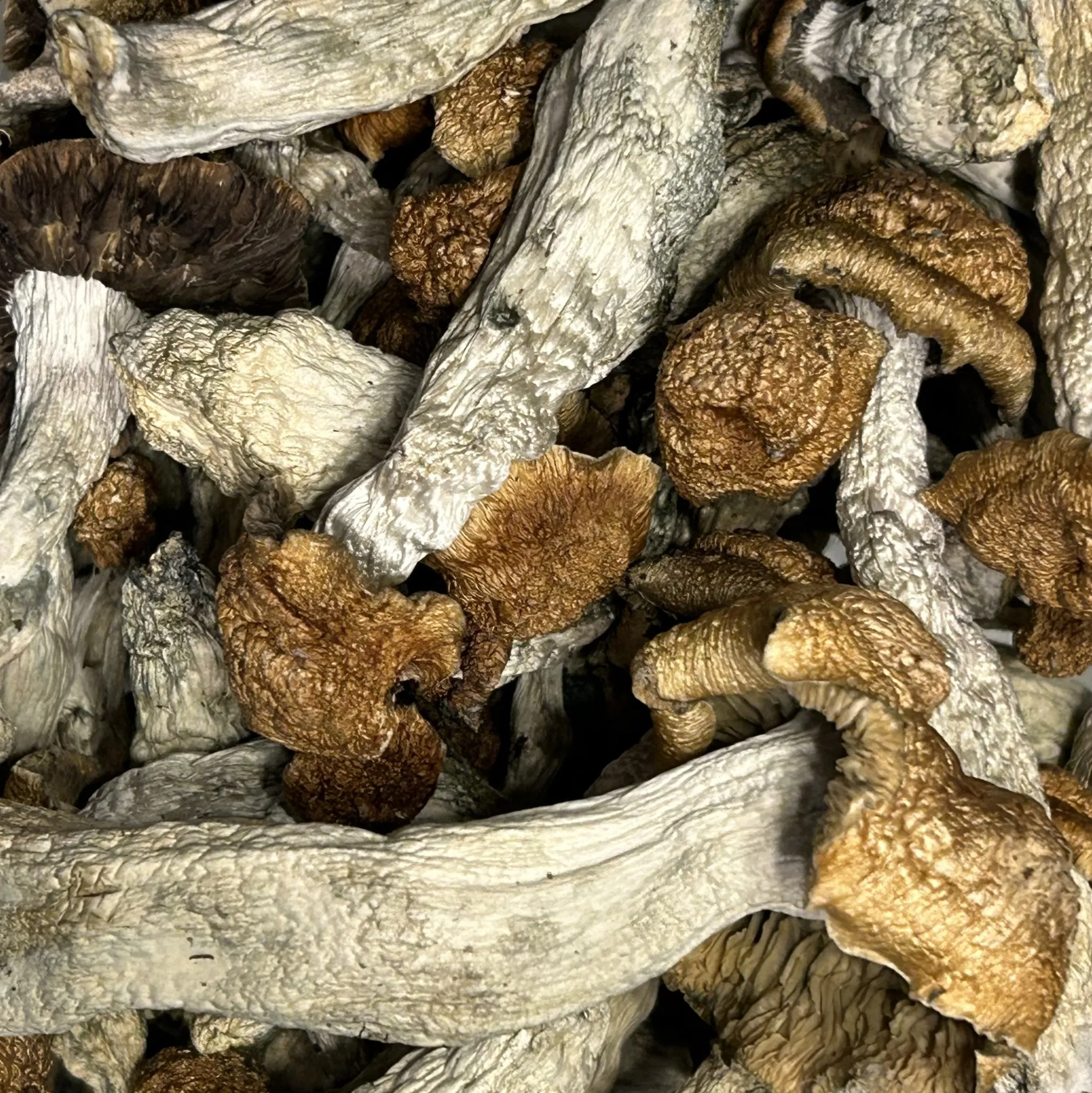 Menu - Mushrooms in Ann Arbor