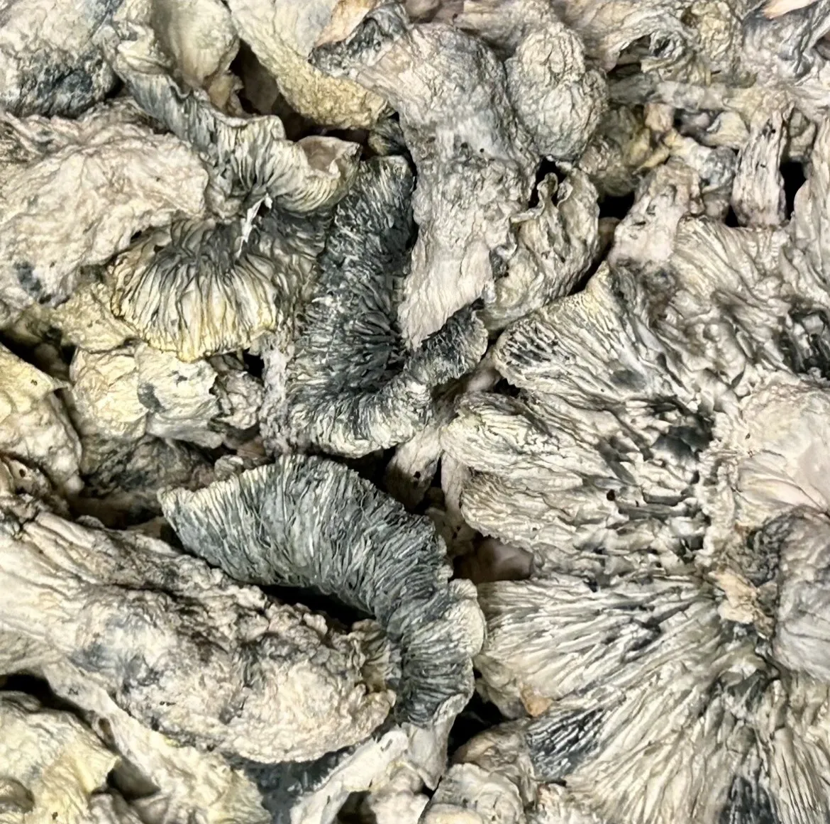 Menu - Mushrooms in Ann Arbor