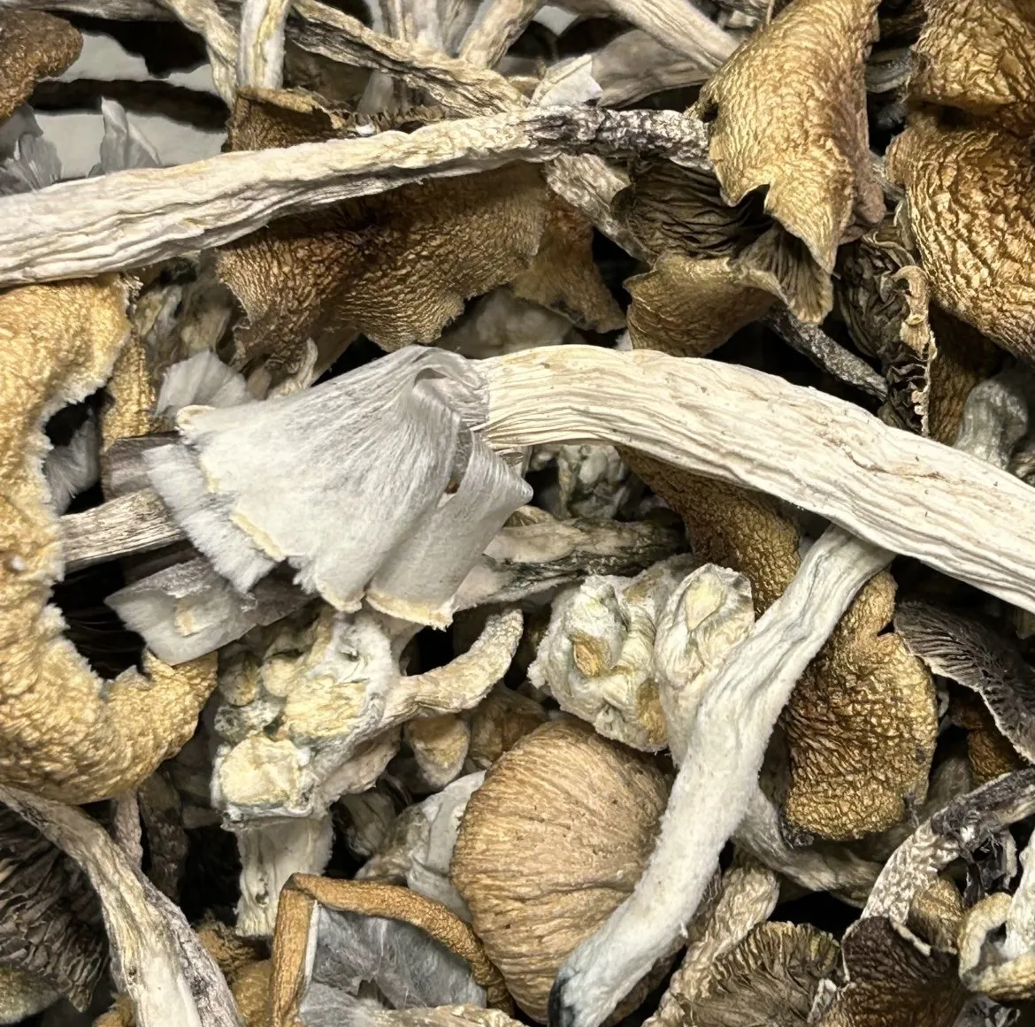 Menu - Mushrooms in Ann Arbor