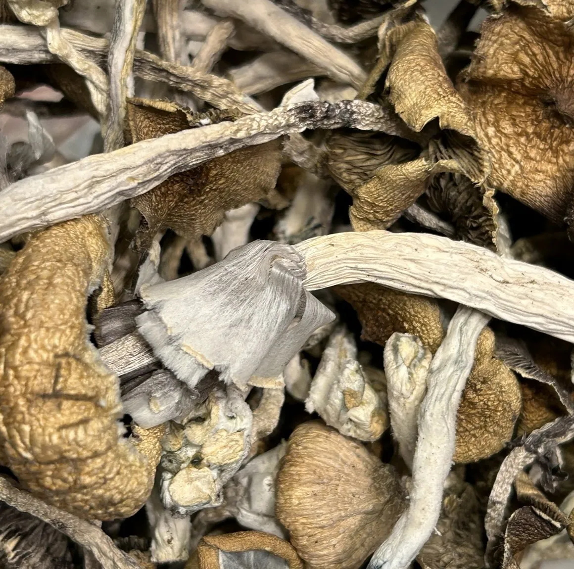 Menu - Mushrooms in Ann Arbor