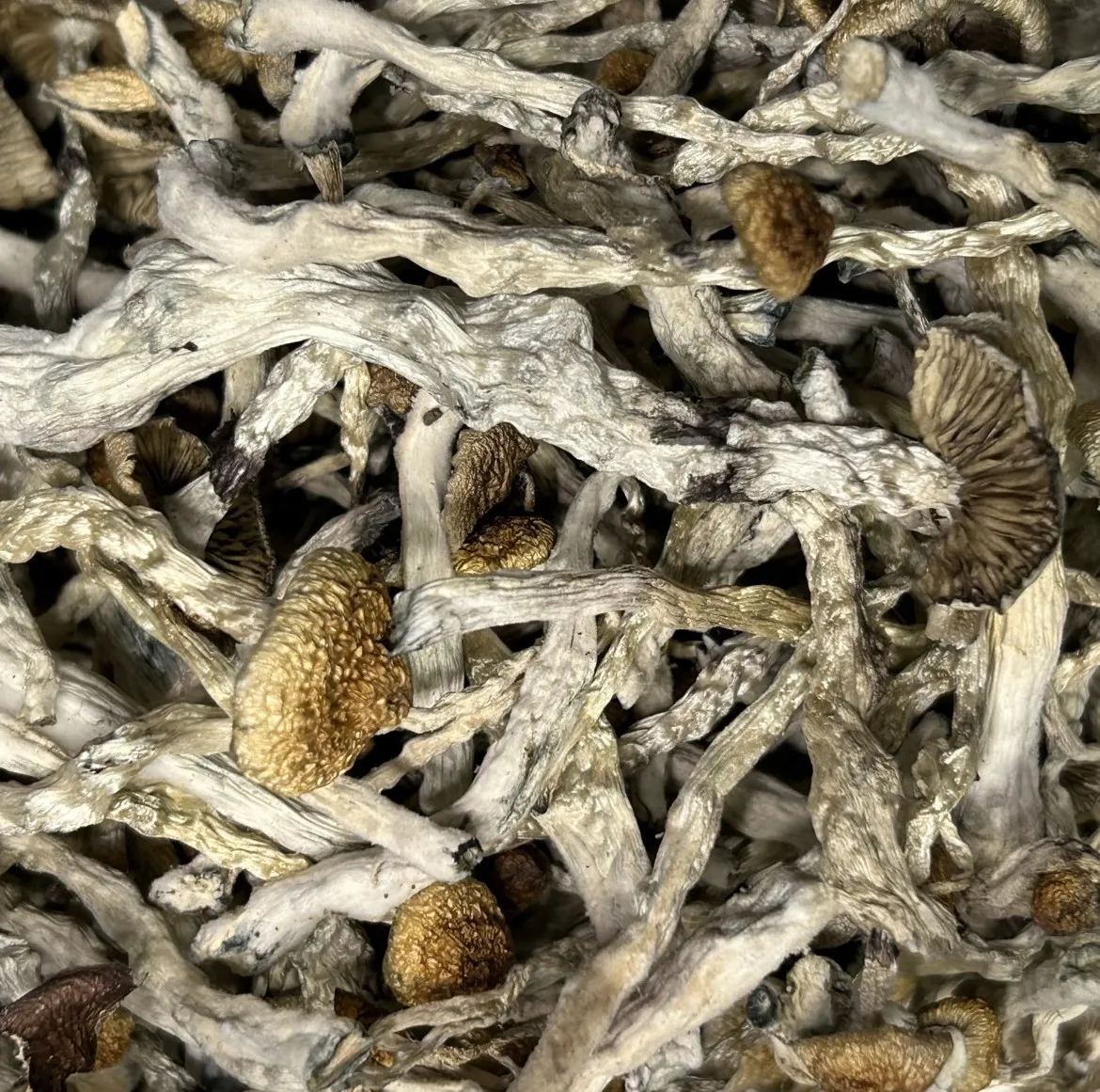 Menu - Mushrooms in Ann Arbor