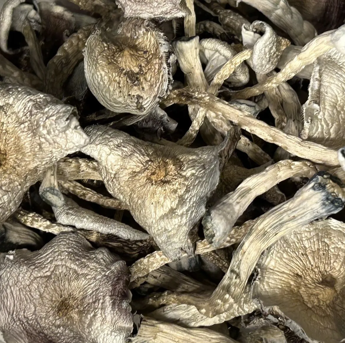 Menu - Mushrooms in Ann Arbor