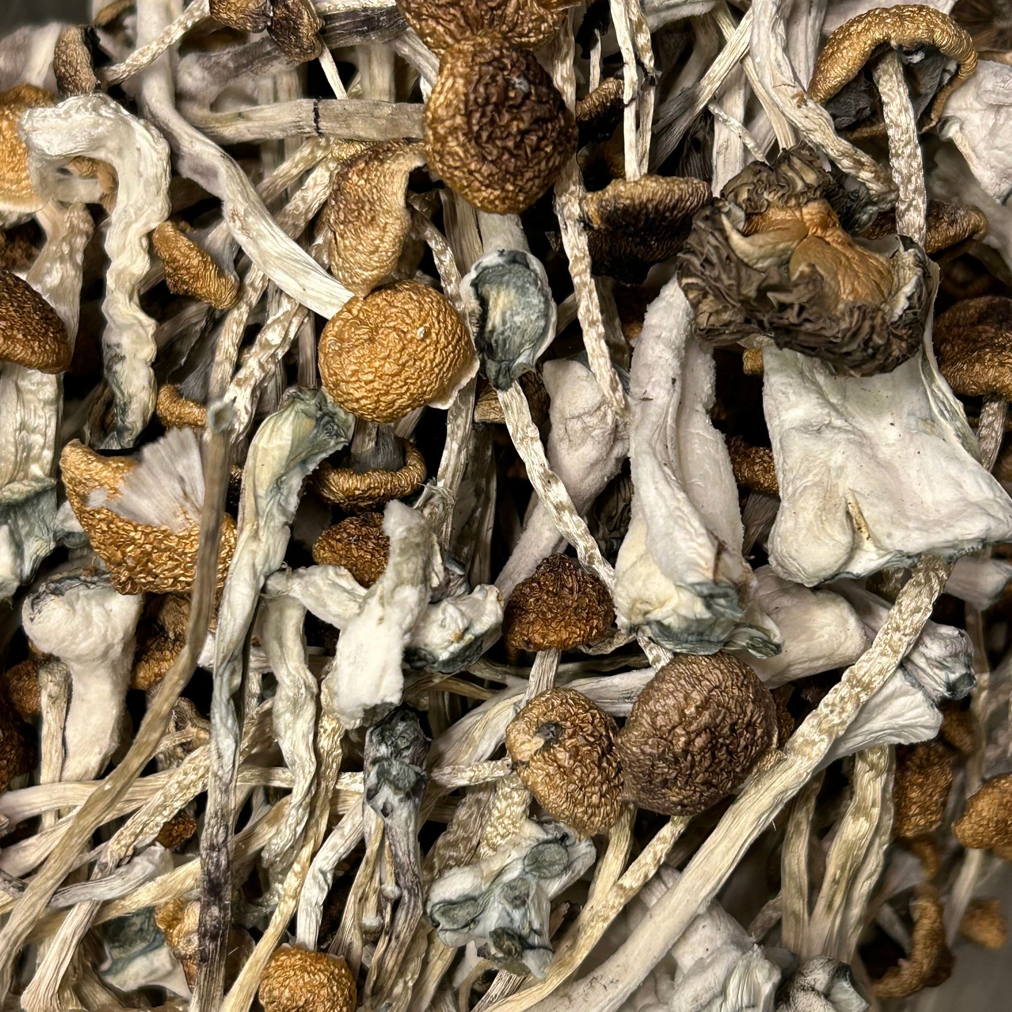Menu - Mushrooms in Ann Arbor