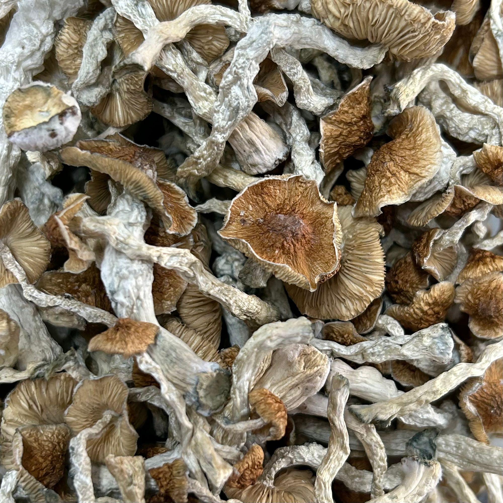 Menu - Mushrooms in Ann Arbor