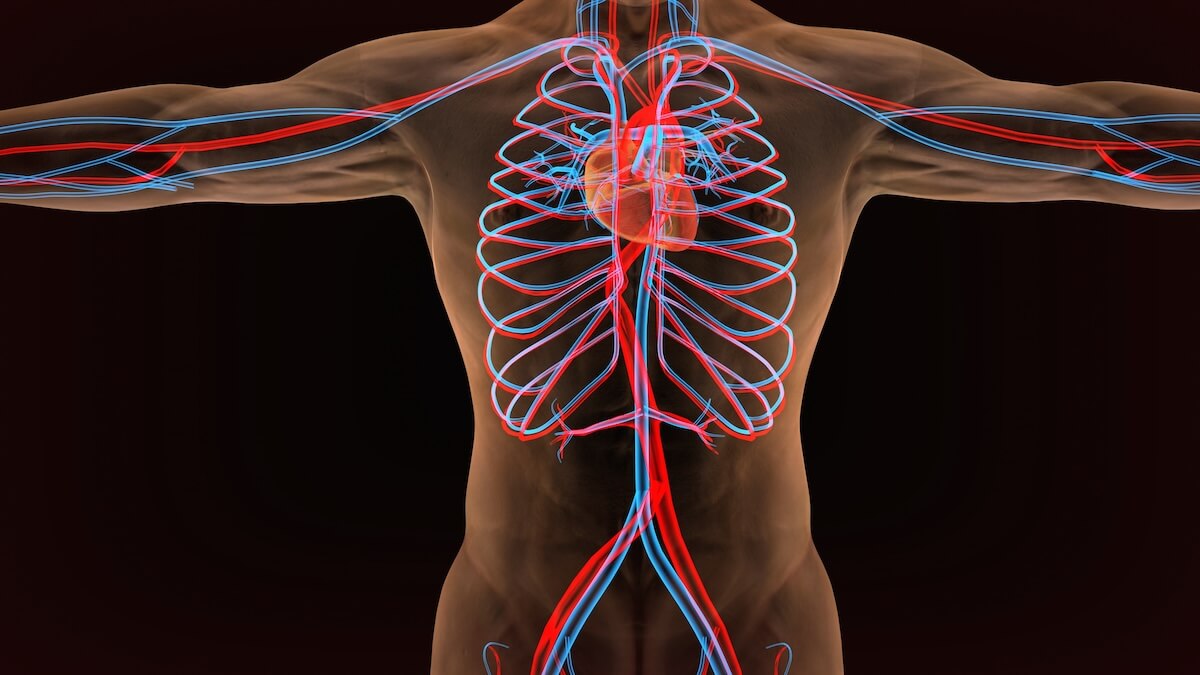 MRA vs MRI: What’s the Difference? - Ezra