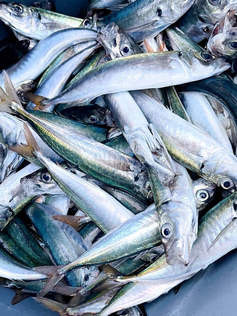 Seafood Delivery | H&H Fresh Fish | Santa Cruz, CA