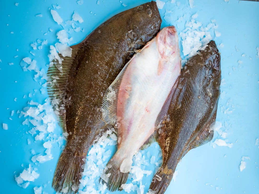 Whole Sand Dabs | Seafood Directory | H&H Fresh Fish