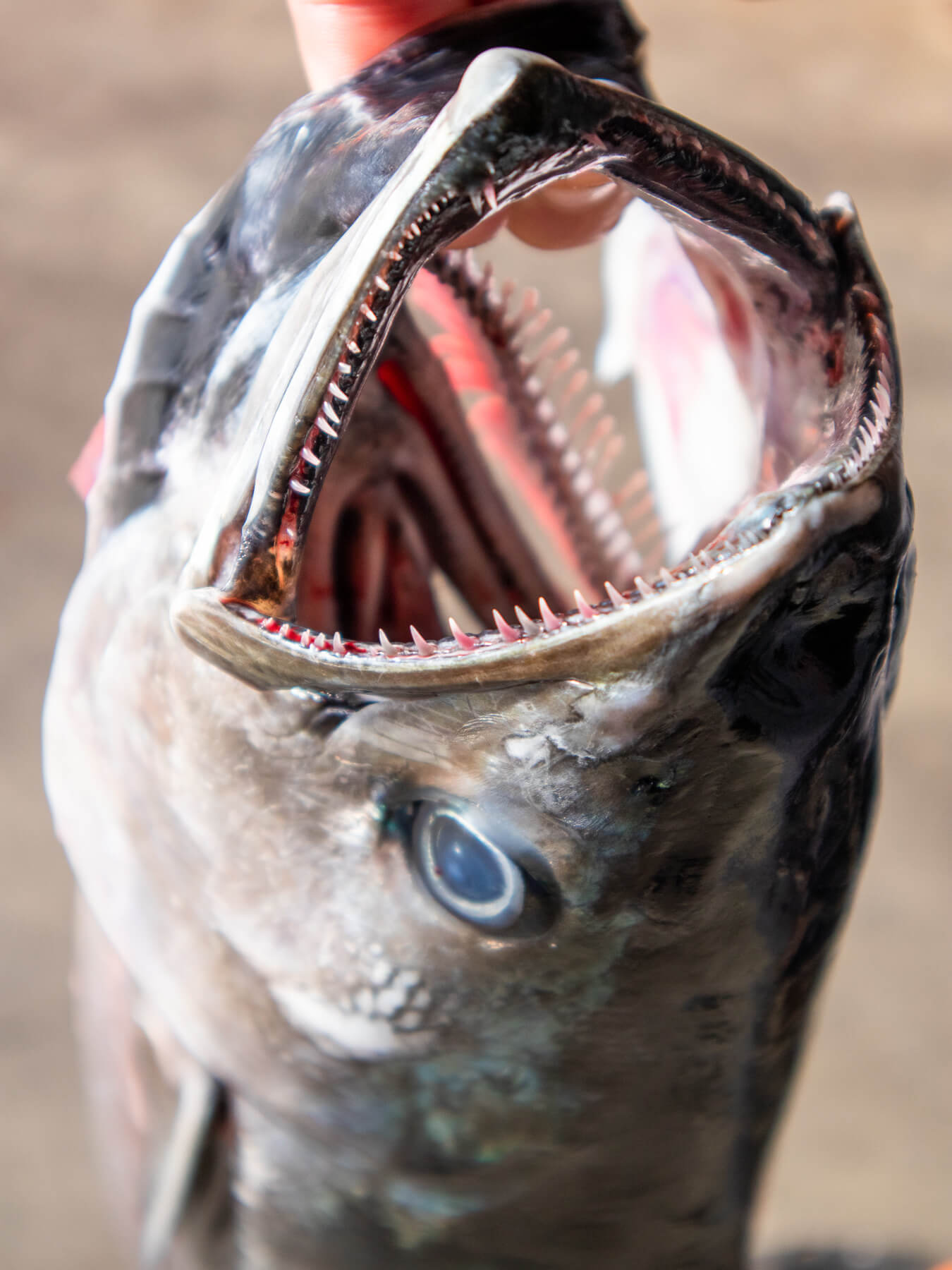 Bonito | Seafood Directory | H&H Fresh Fish