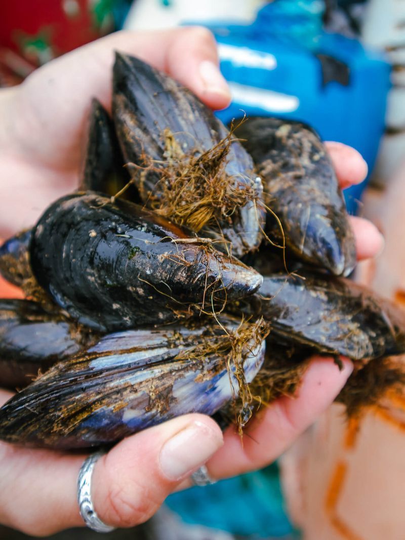 Home | H&H Fresh Fish | Santa Cruz, CA