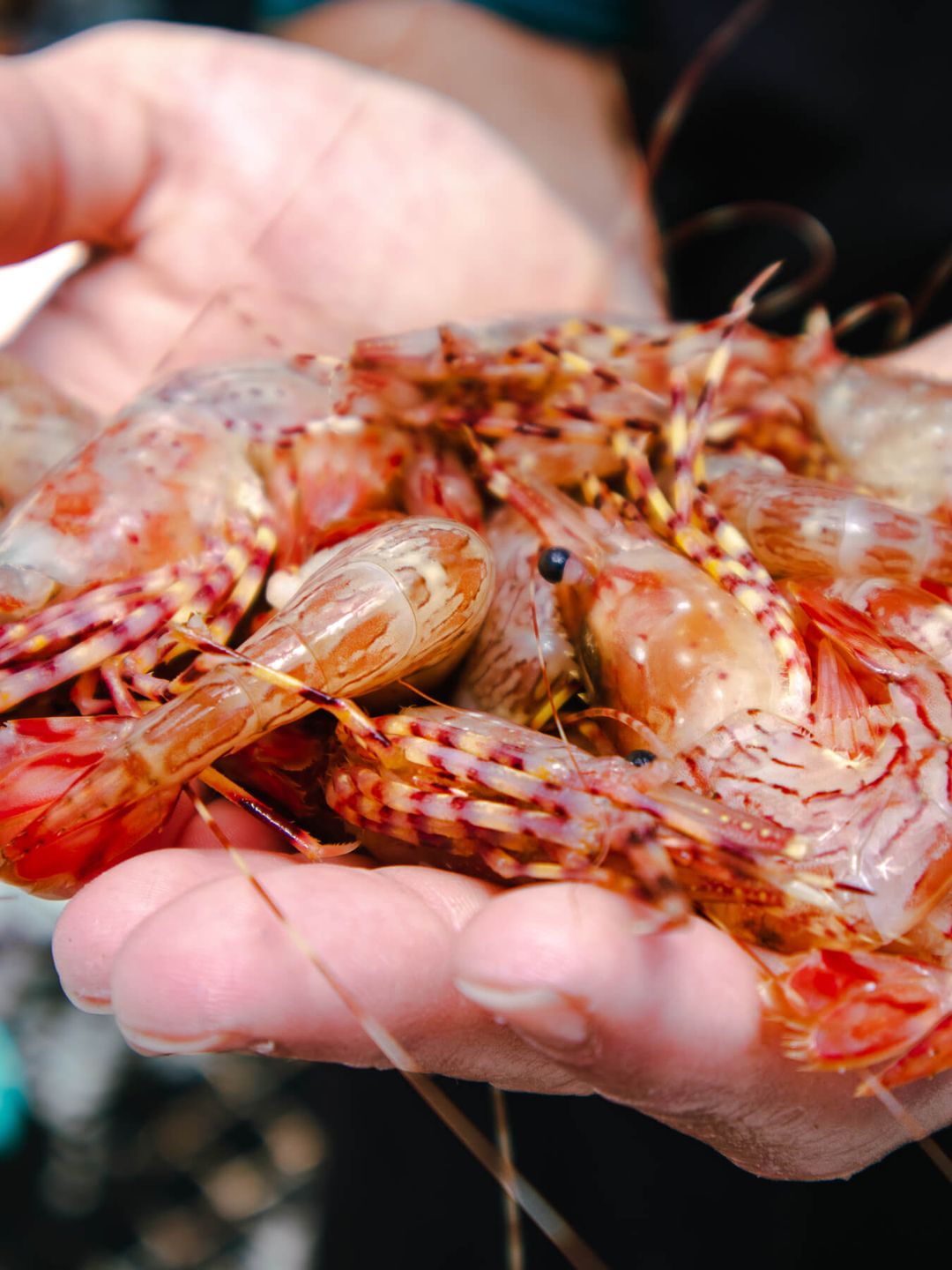 Coonstripe Shrimp | Seafood Directory | H&H Fresh Fish