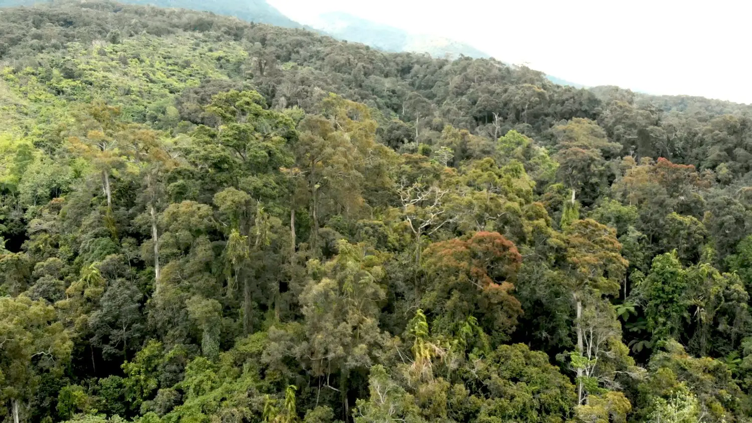 Inspiring readers: Animals and the natural world - Lyfta Blog