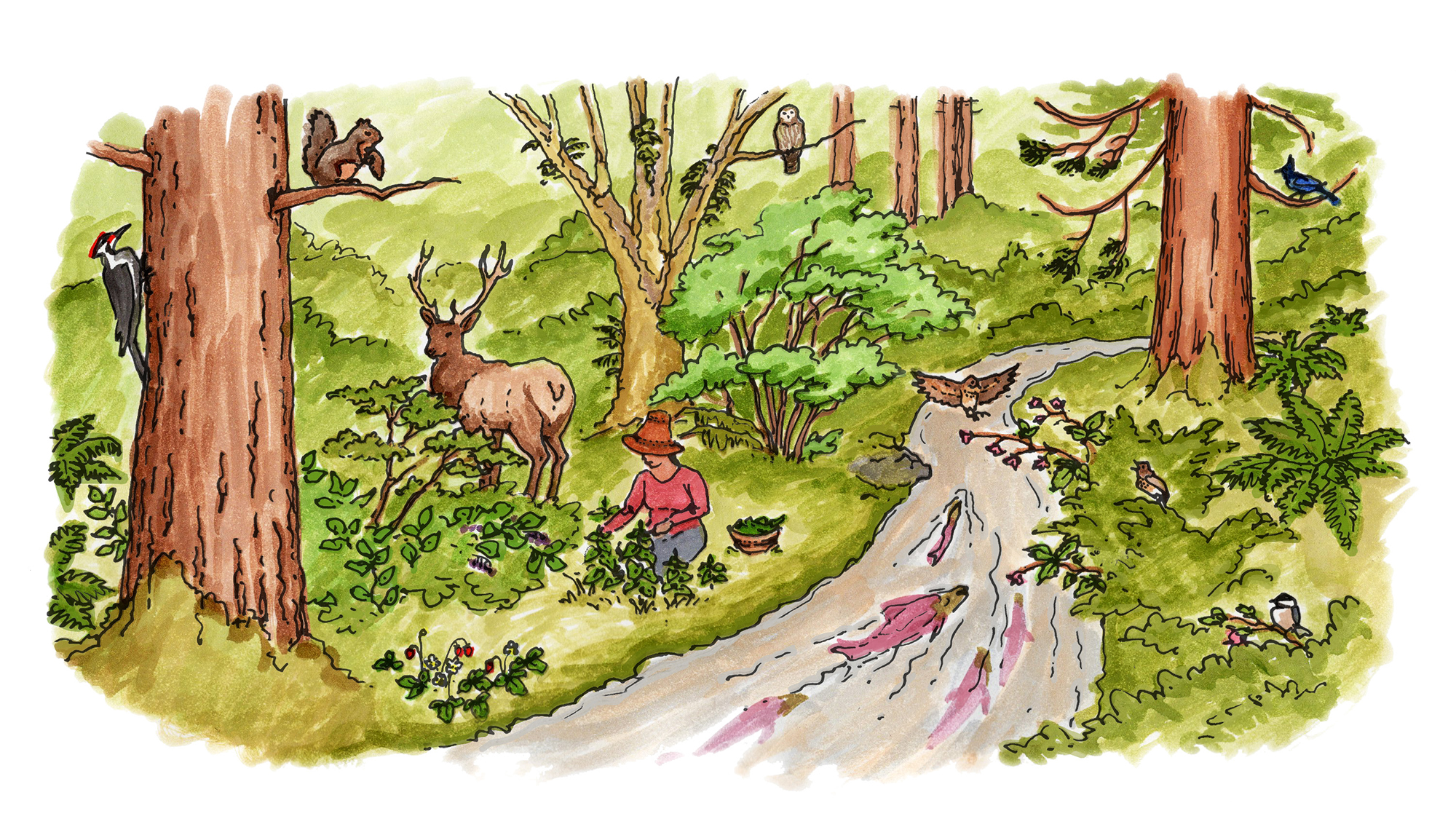 Cedar Box Experience