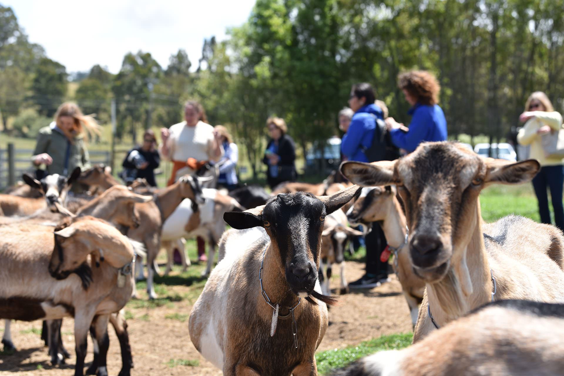 Farm Tour Season: Explore the Delights of California Cheesemakers