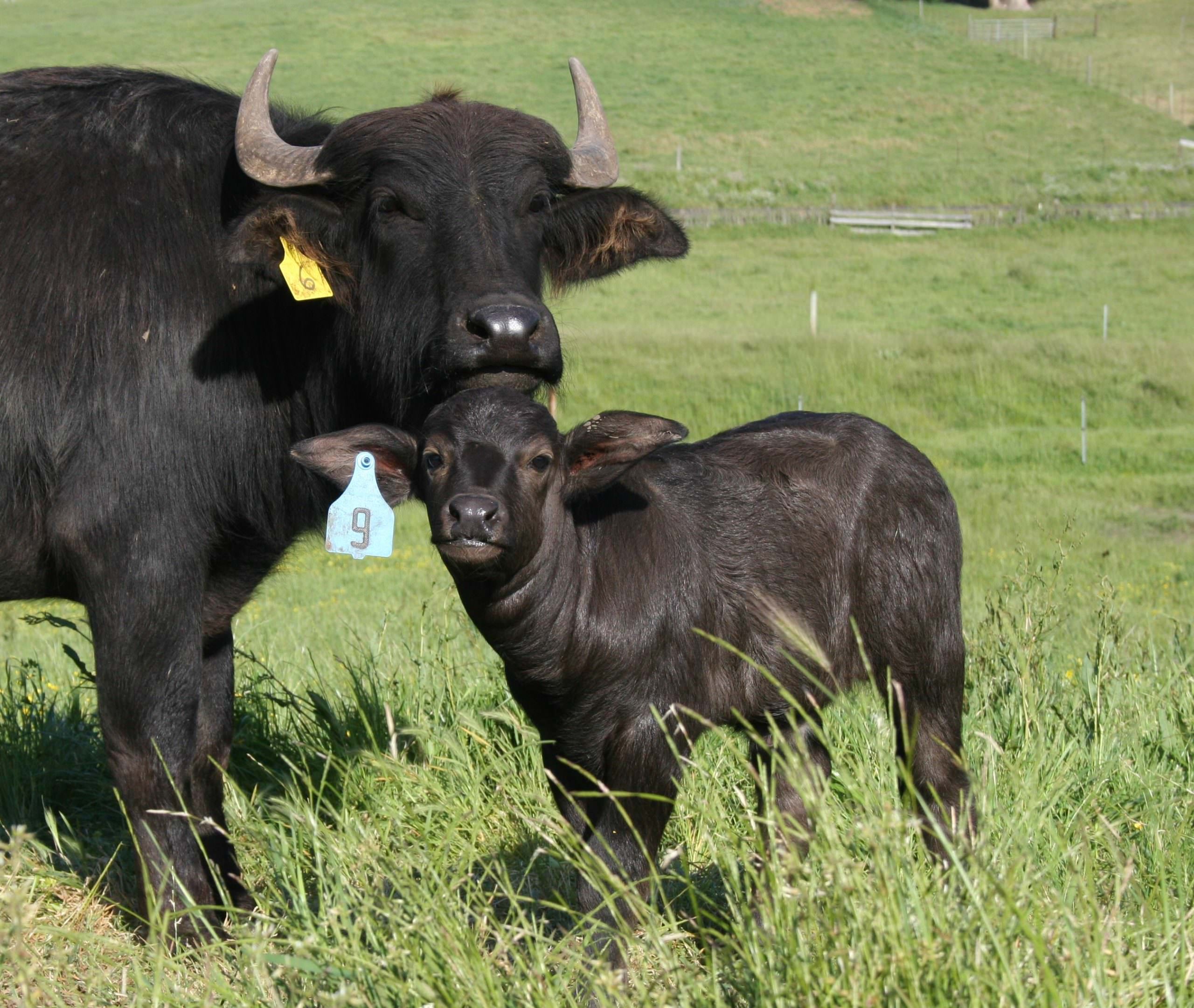 Ramini Mozzarella: Buffalo Milk Delights