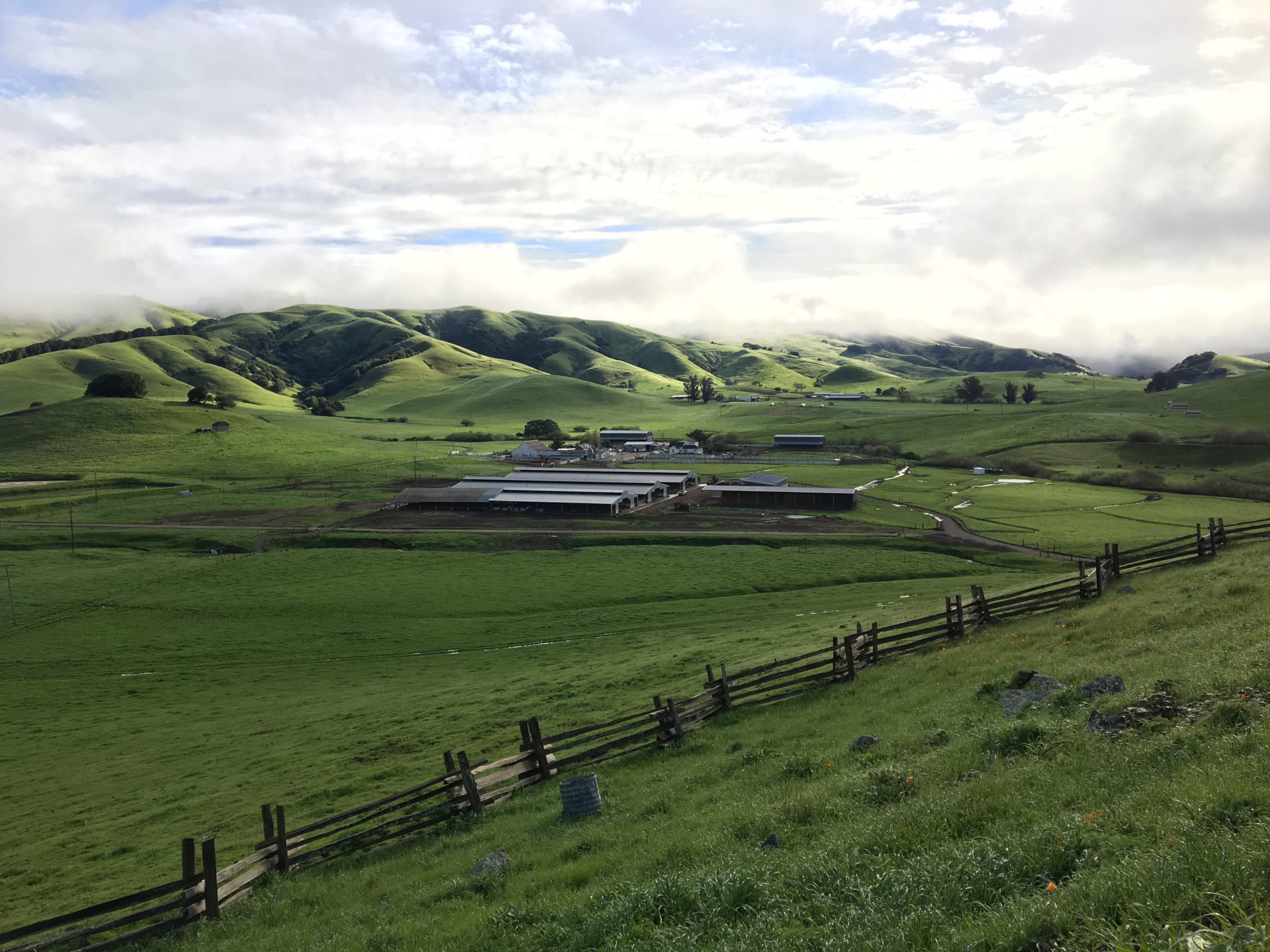 Nicasio Valley Cheese Co.: A Delightful Dairy Haven