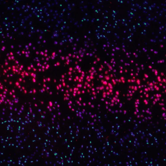 Feel Better, Live Longer - Mito Health