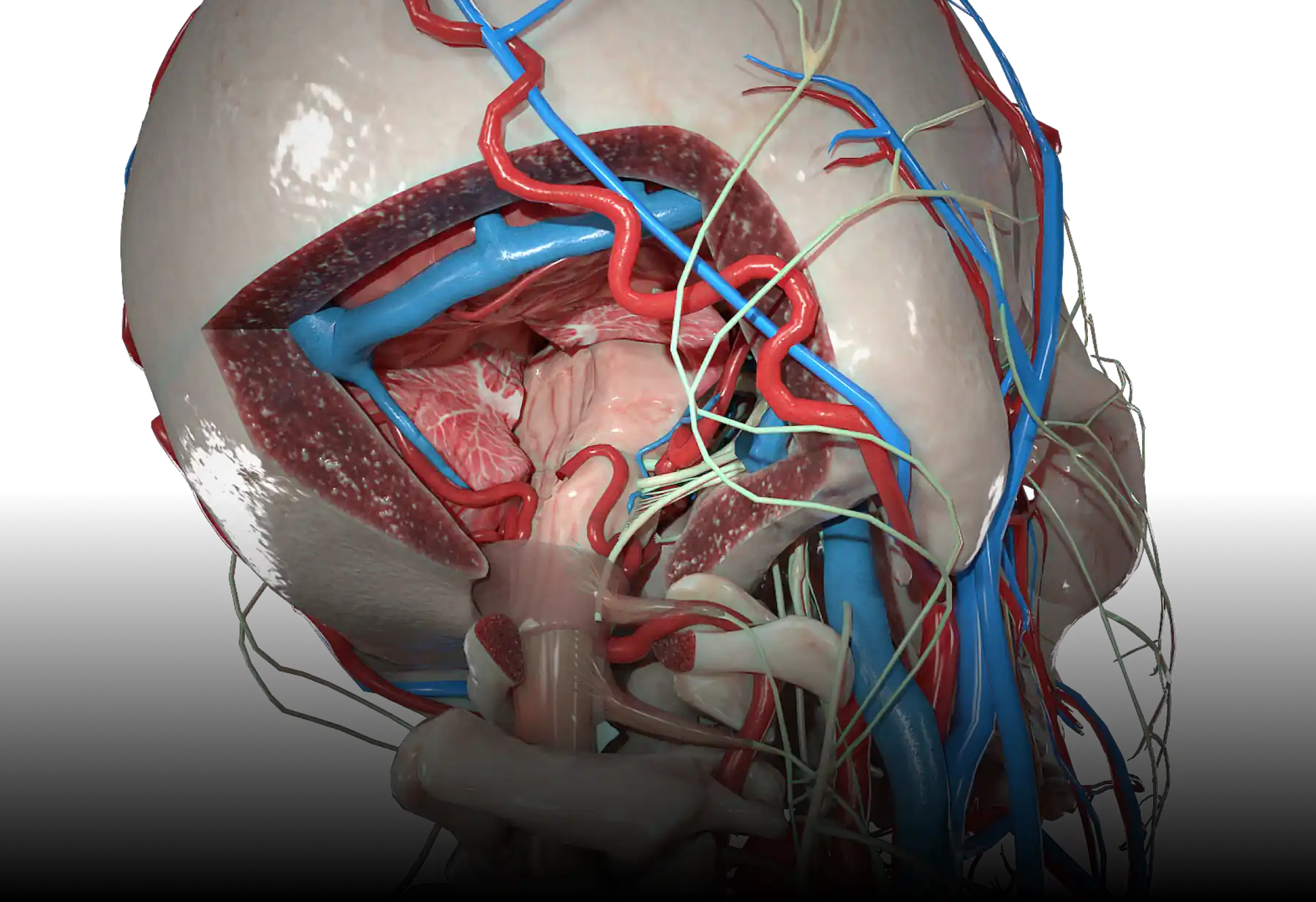 Full-body 3D anatomy education with augmented reality.