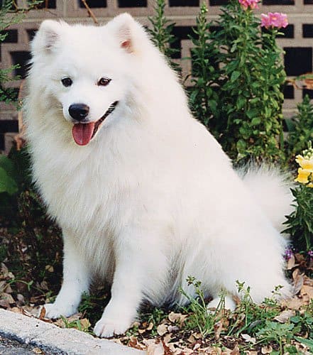 Miniature American Eskimo Dog | Dog Lovely