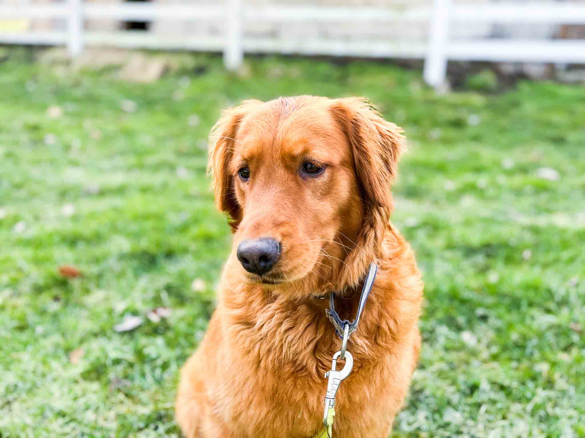 Dark Red Golden Retrievers