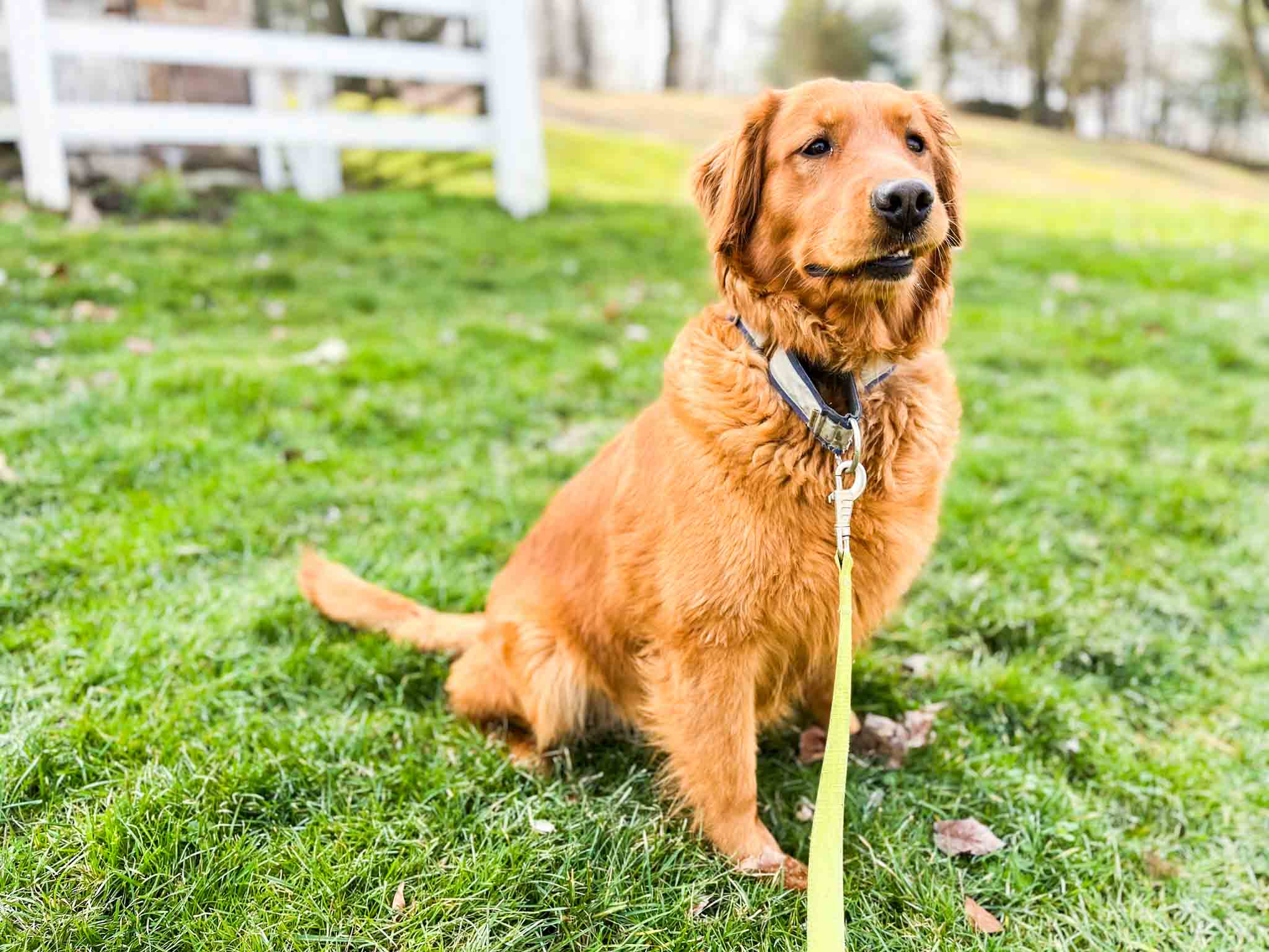 Dark Red Golden Retrievers