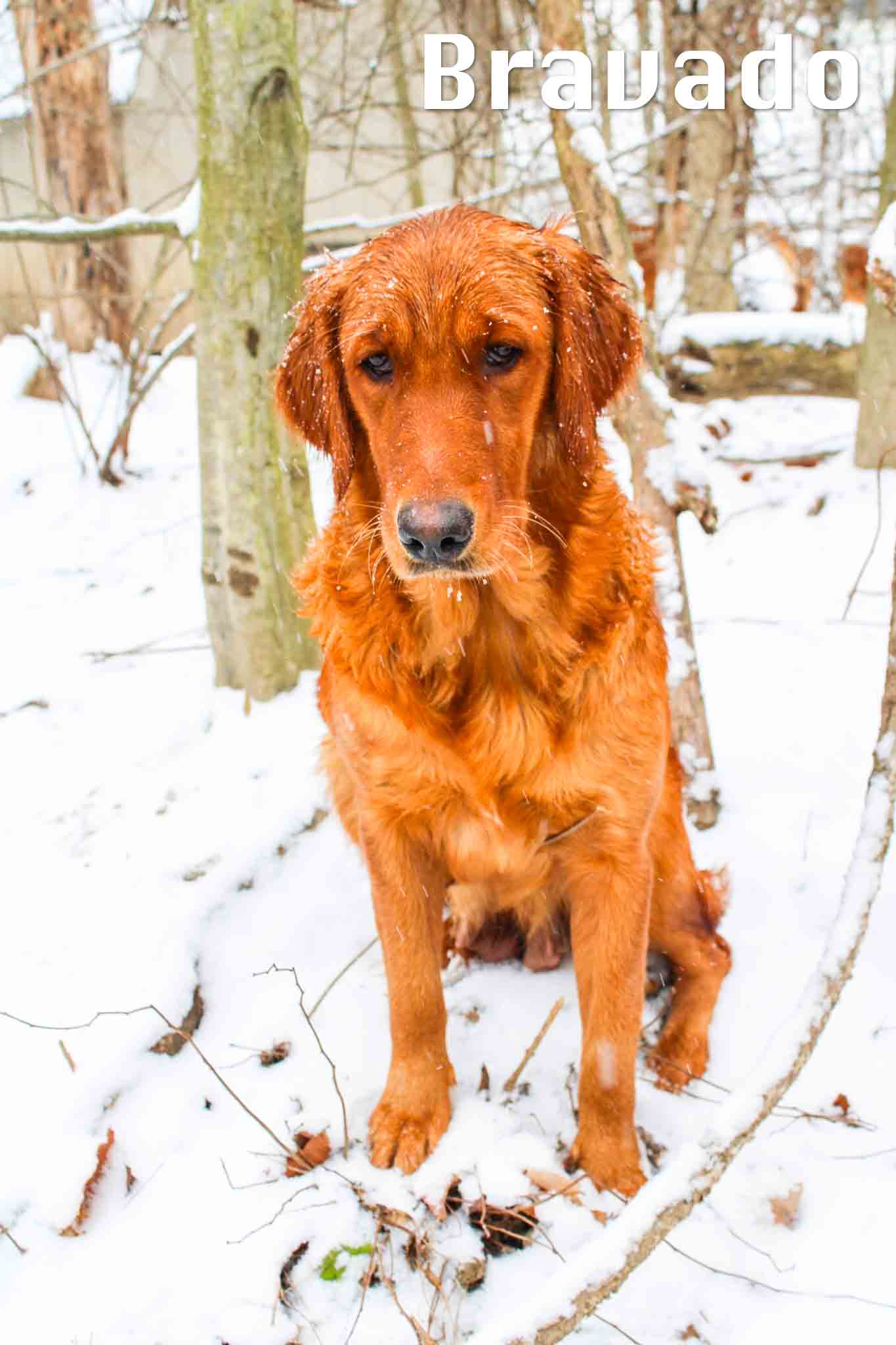 Dark Red Golden Retriever Puppies
