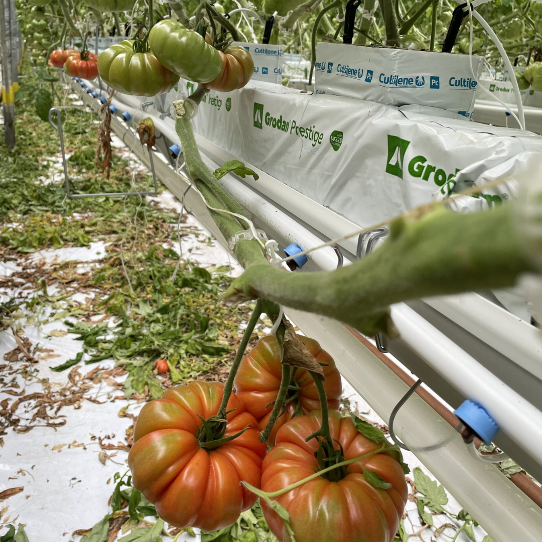 Seamless transition to a more profitable crop thanks to dynamic lighting