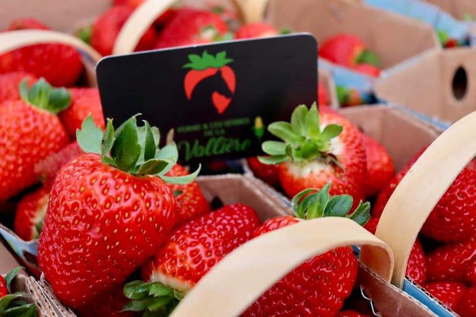 Strawberry production seeing strong improvements - Hortimedia