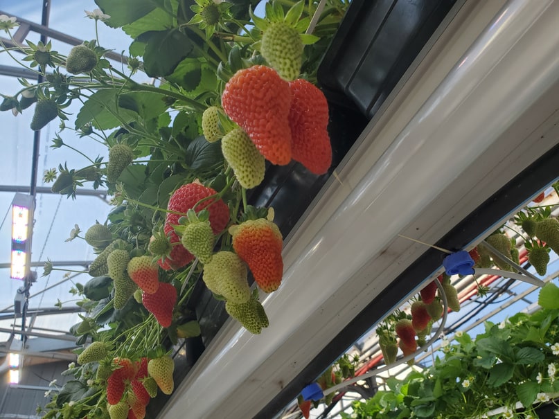 Strawberry production seeing strong improvements - Hortimedia