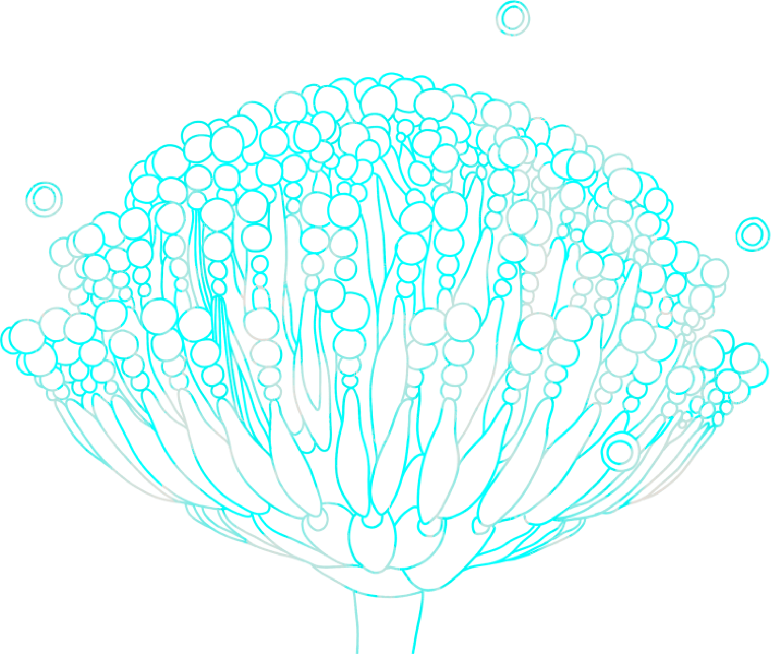 Corn Mycotoxin Test | Imago AI