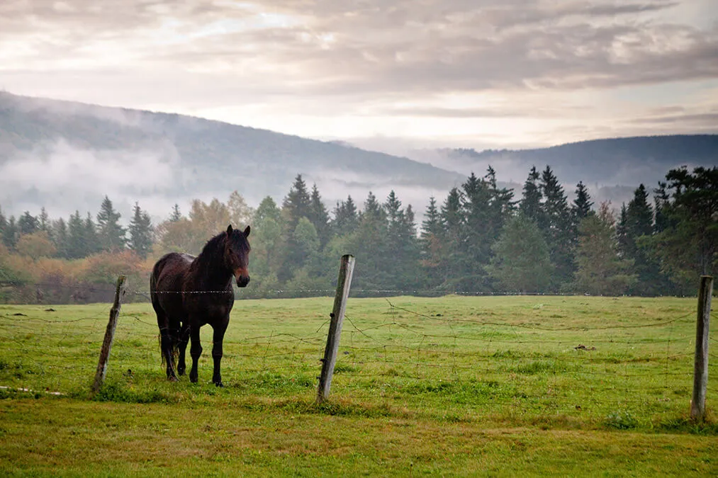 Yourte Expérience Charlevoix : Location d’hébergement en nature