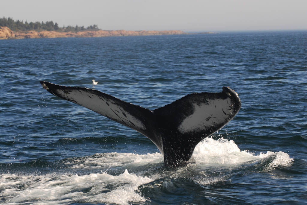 Yourte Expérience Charlevoix : Location d’hébergement en nature