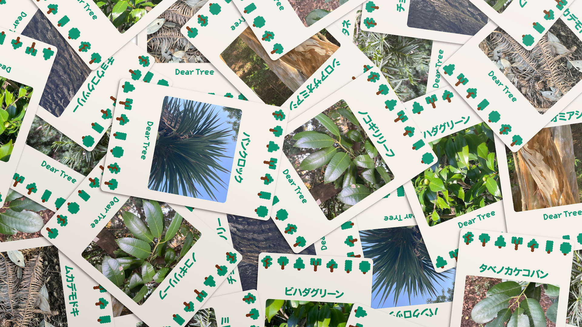 小石川植物祭 2023 - Koishikawa Botanical Festival 2023 | Dear Tree Project