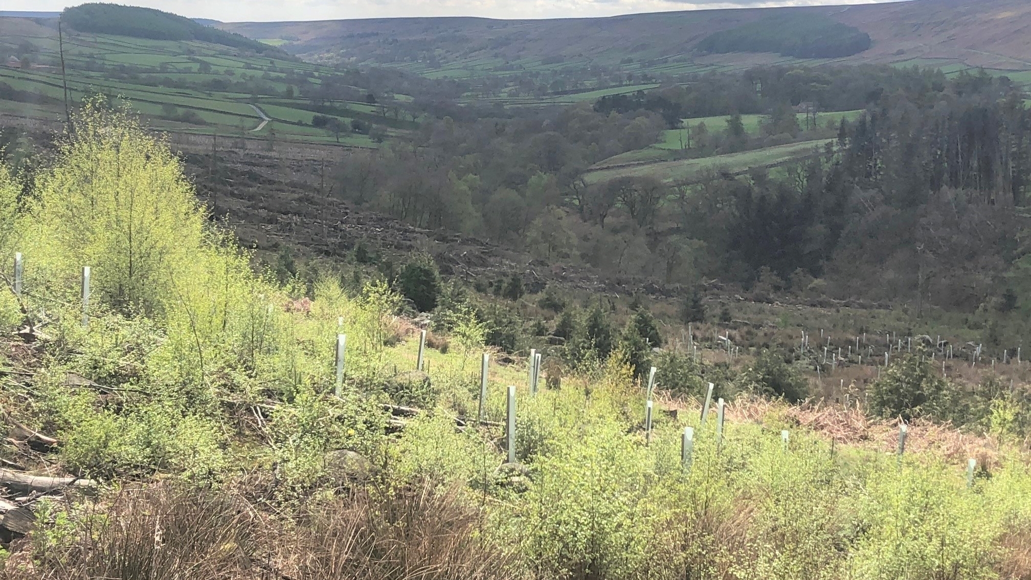 Case Study: Conversion of Conifer Plantation to Mixed Broadleaves ...