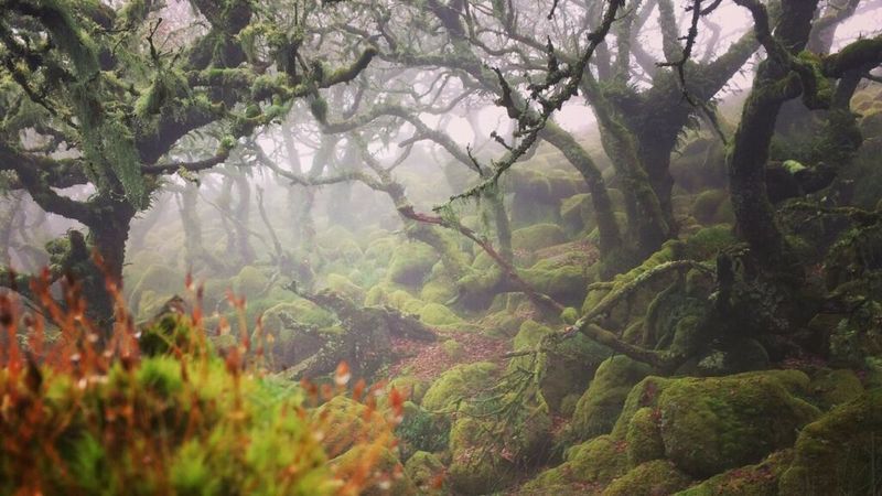 Why are temperate forests so vital to the Environment - Blog Post ...