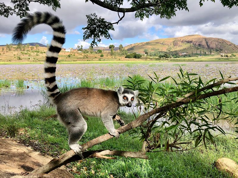 Madagascar Travel Guide - Apricous