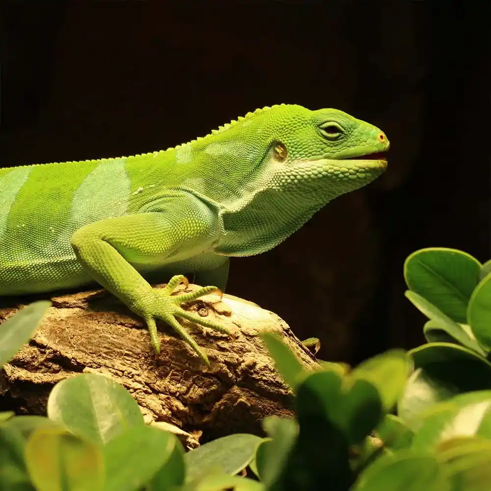 World Lizard Day 2023 - History, Importance & How to Celebrate