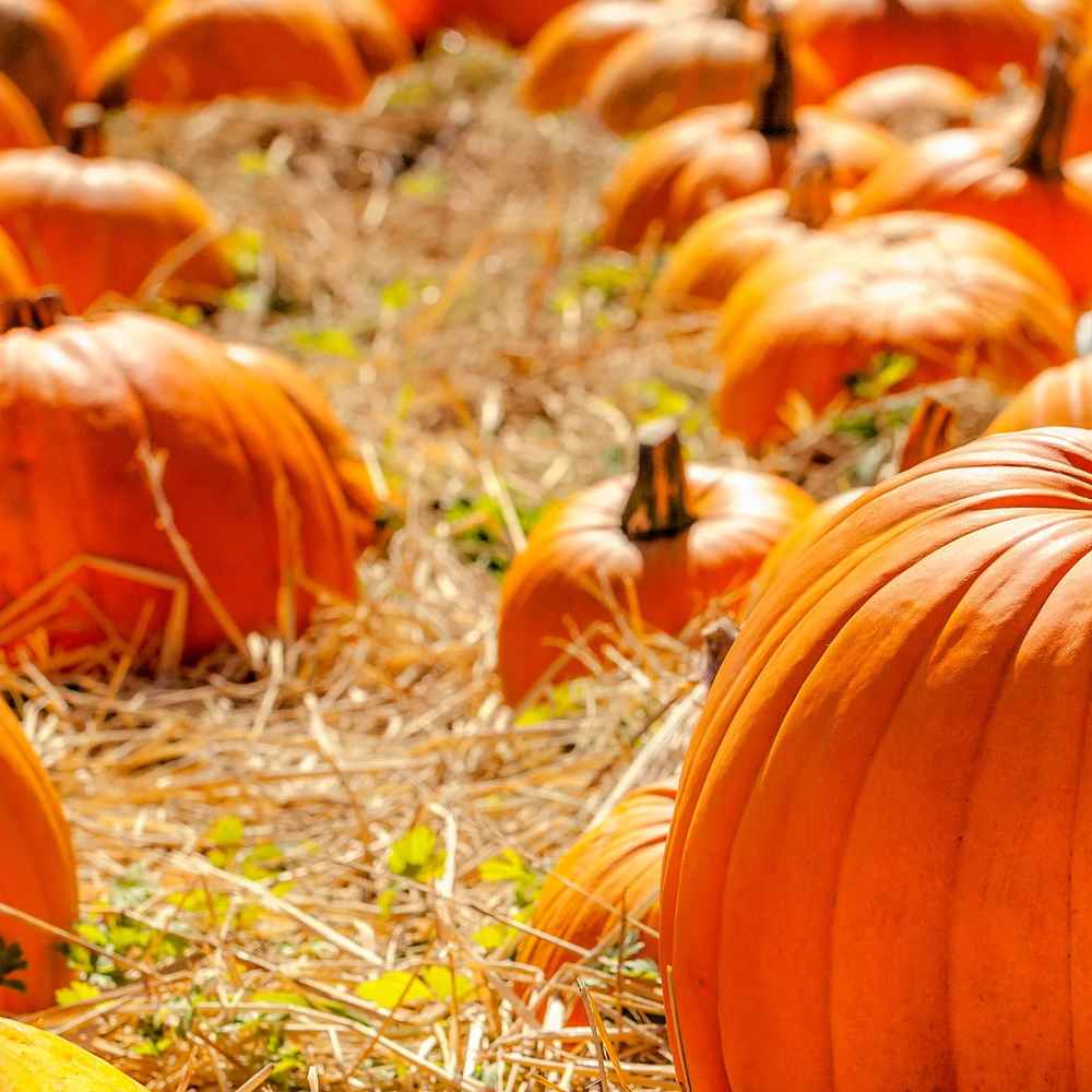 National Pumpkin Day 2023 - History, Importance & How to Celebrate