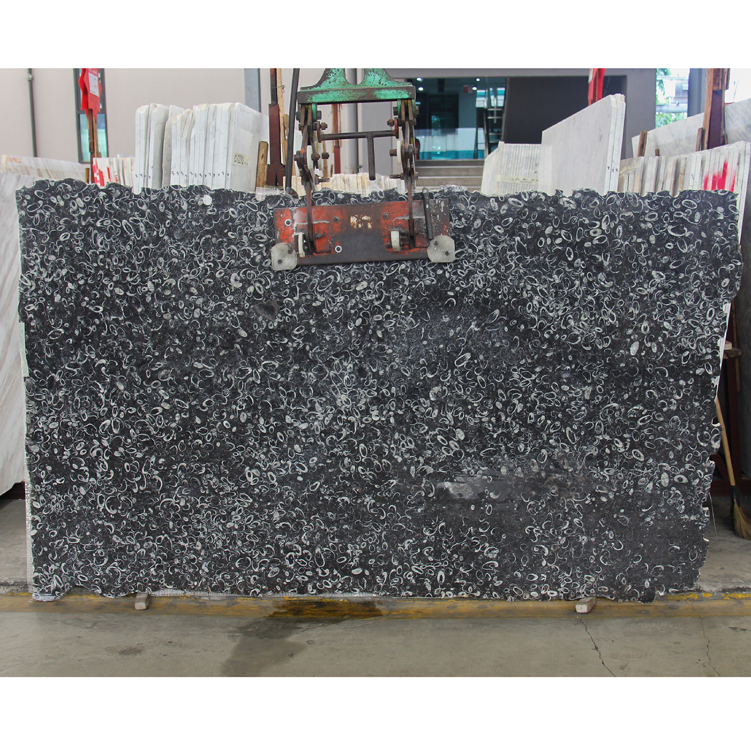 SHELL BLACK